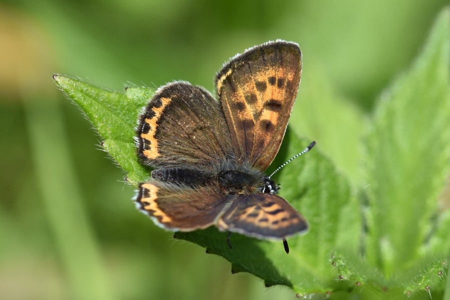Schmetterlinge in Bayern