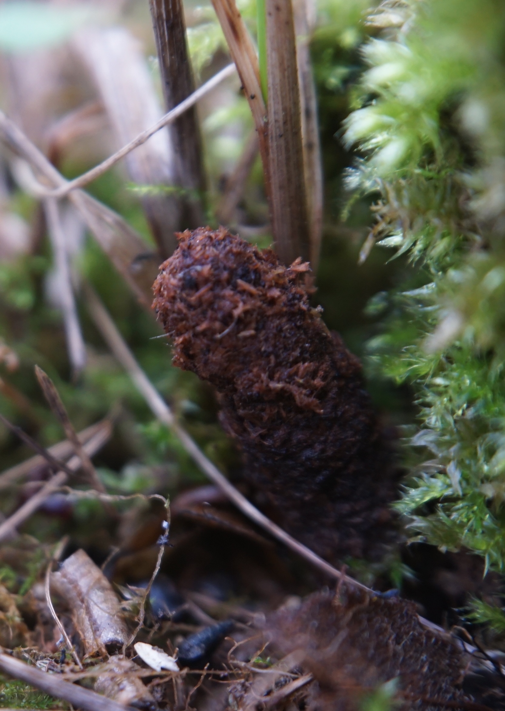 Schmetterlinge in Bayern