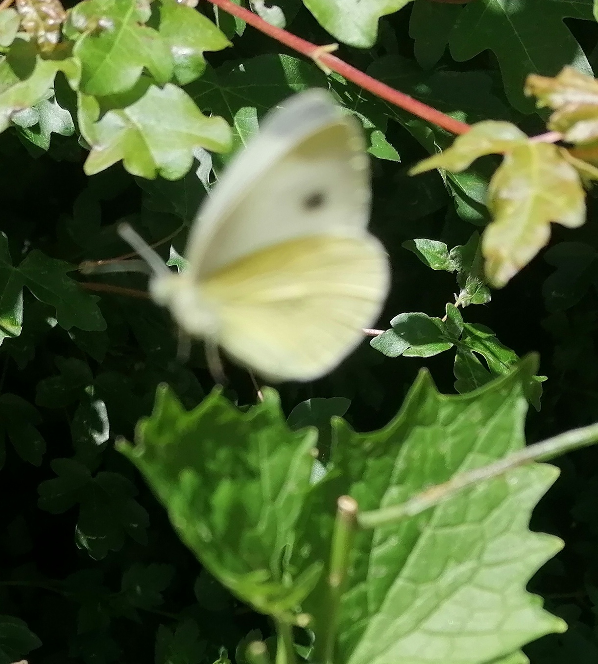 Schmetterlinge in Bayern
