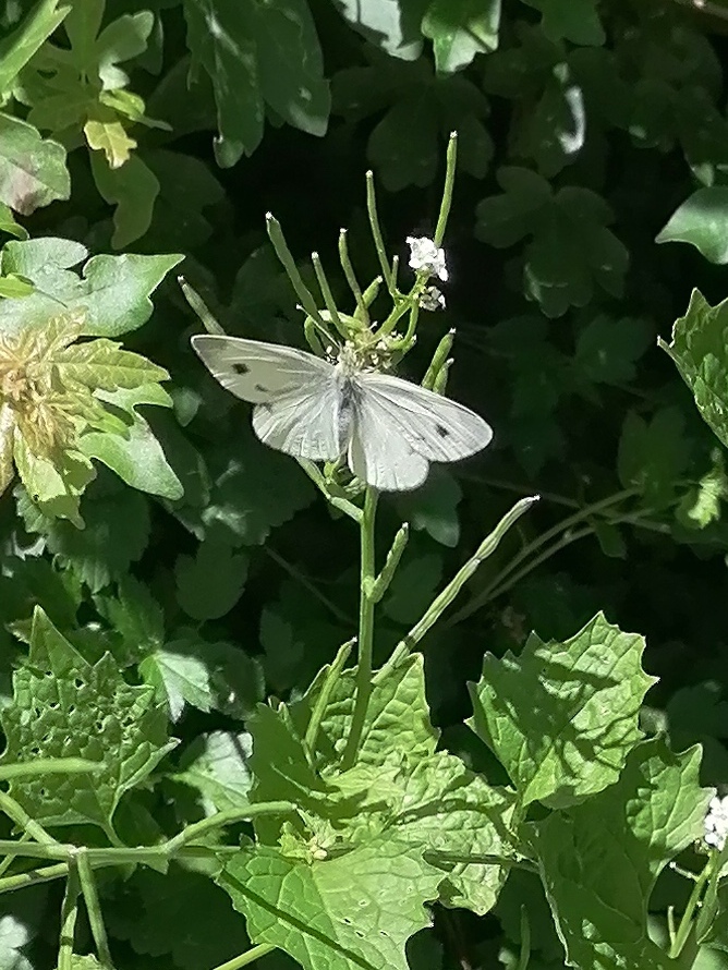 Schmetterlinge in Bayern